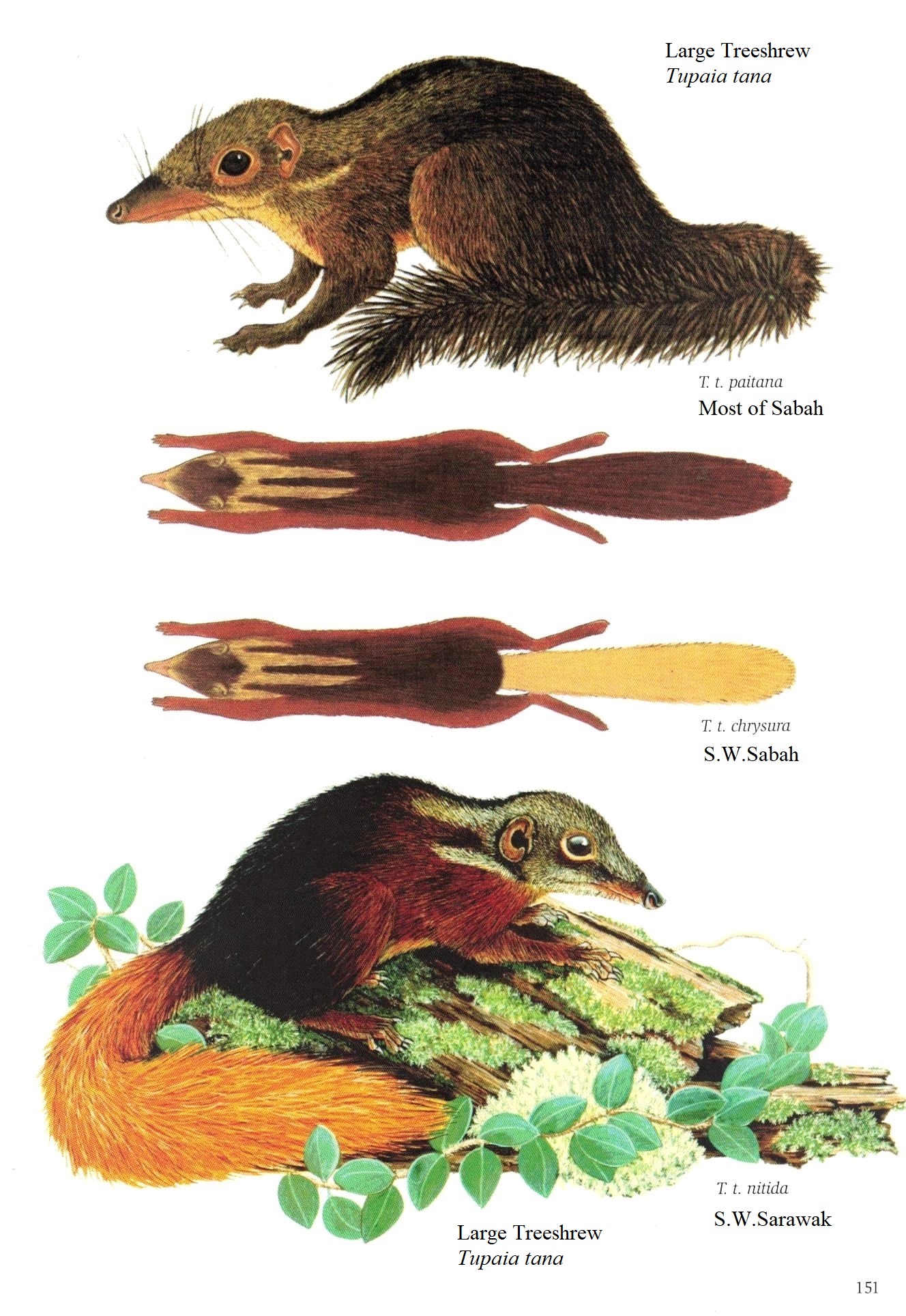 Treeshrews of Borneo: Introduction – MAMMALS OF BORNEO