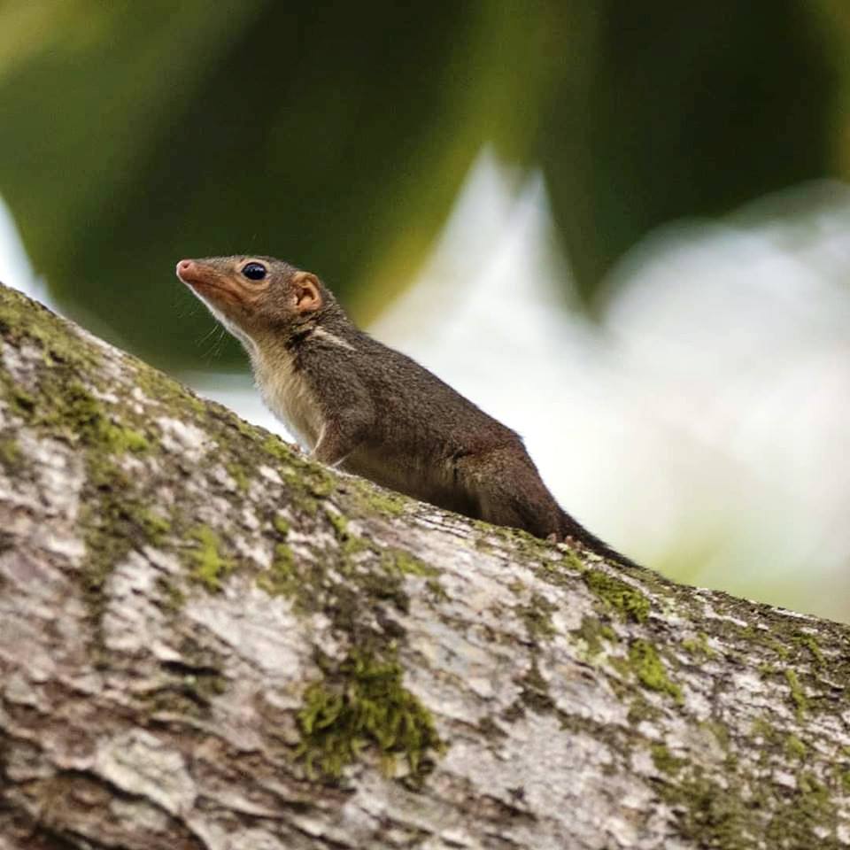 Slender Treeshrew at Deramakot, Sabah – MAMMALS OF BORNEO