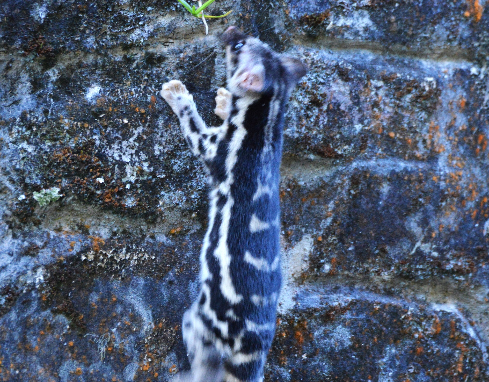 Banded Linsang recorded at Kinabalu Park HQ – MAMMALS OF BORNEO