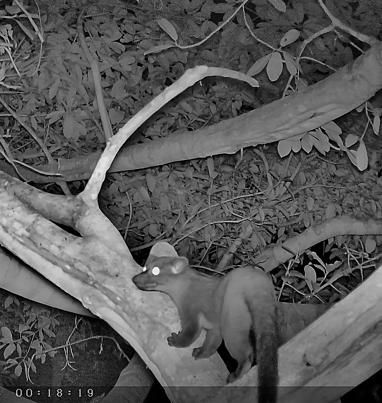 Horse-Tailed Squirrel feeding in fruiting fig at Deramakot, Sabah – MAMMALS OF BORNEO